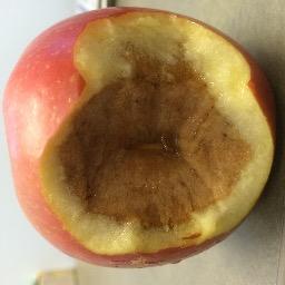 ROTTEN TO THE CORE? – Business Fix Pros